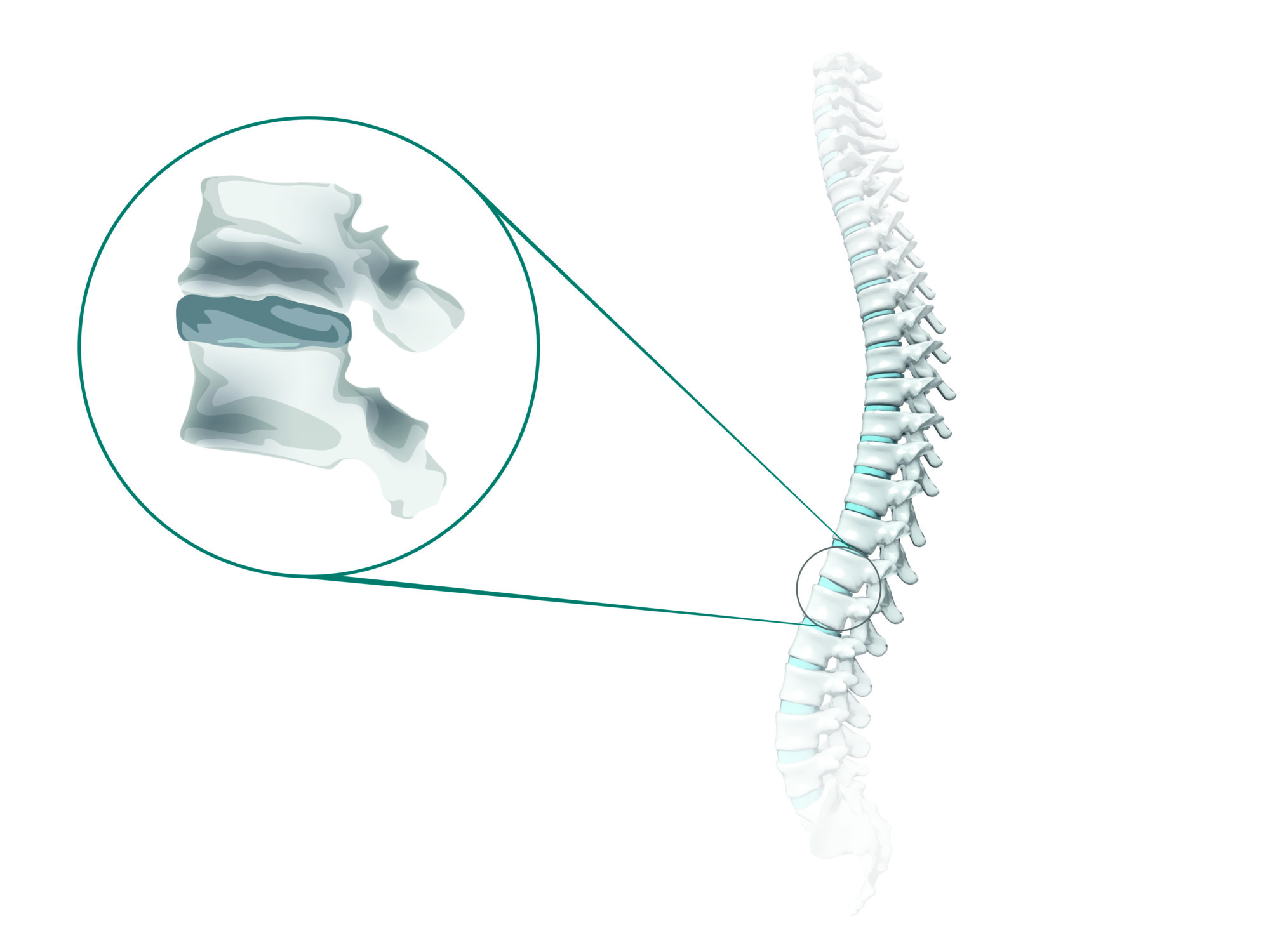 Die Funktionsanatomie des Sitzens – das sollten Sie wissen! Teil 1: Die ...